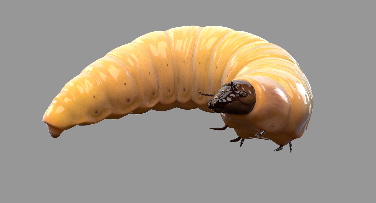 3D realistic maggot - TurboSquid 1425173