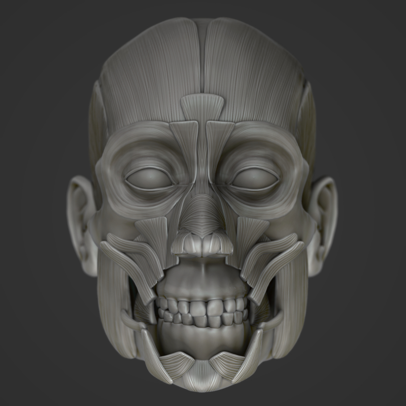 Modeled muscles face anatomy 3D - TurboSquid 1416236