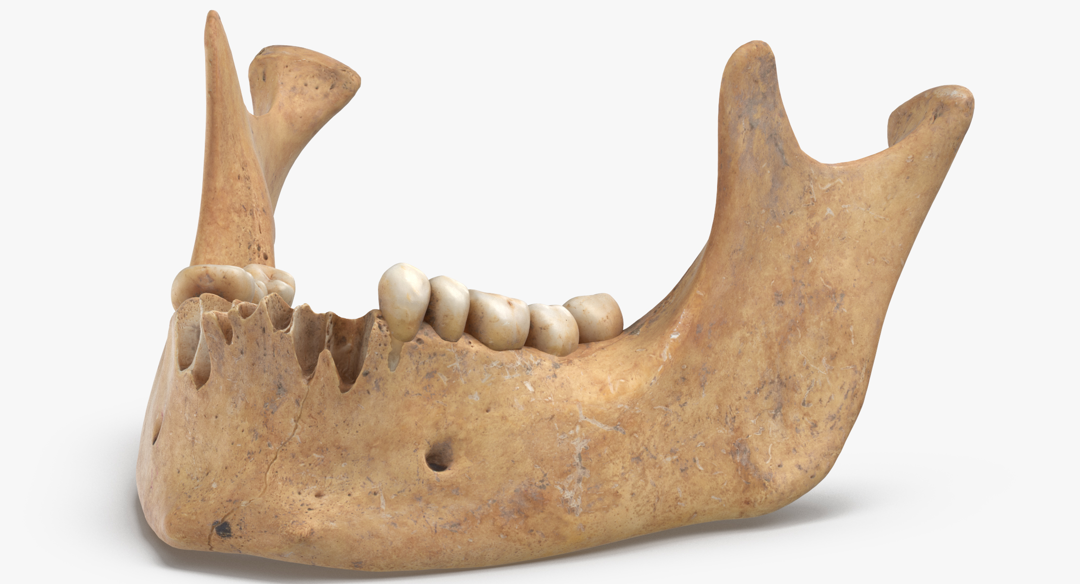 modelo 3d Mandíbula humana (mandíbula) 01 - TurboSquid 1426804