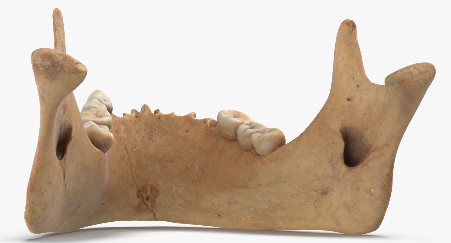 Human jawbone mandible 01 3D model - TurboSquid 1426804
