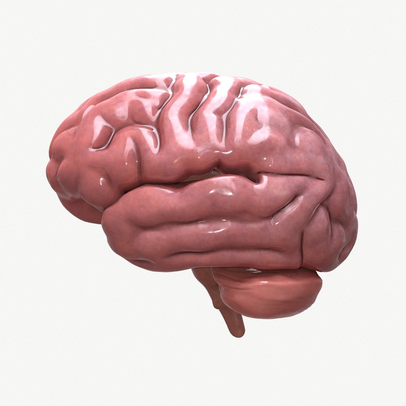 3D model brain human anatomy - TurboSquid 1426789