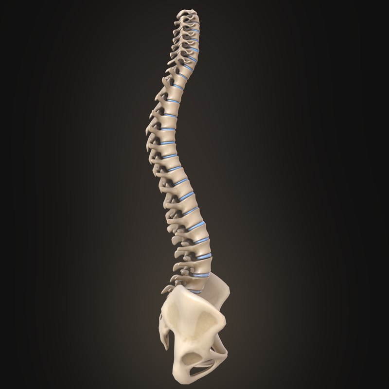 3D model spine anatomy spinal column - TurboSquid 1427496