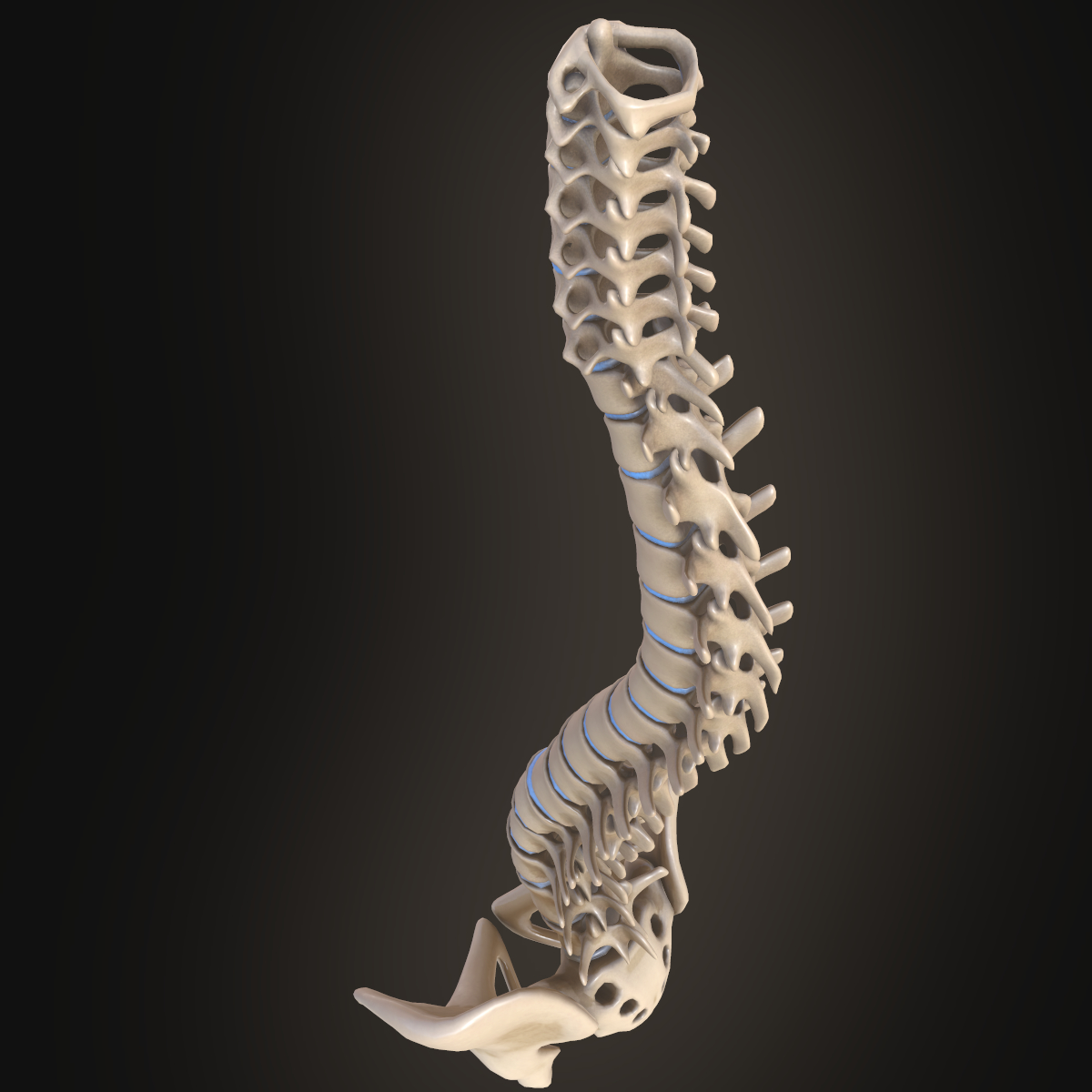 Coluna vertebral anatomia da coluna vertebral Modelo 3D - TurboSquid ...