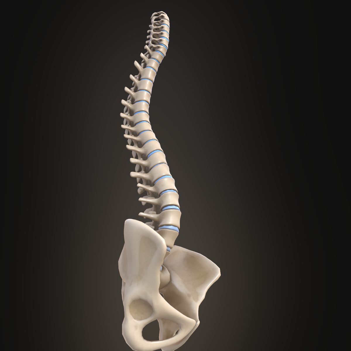 3D model spine anatomy spinal column - TurboSquid 1427496