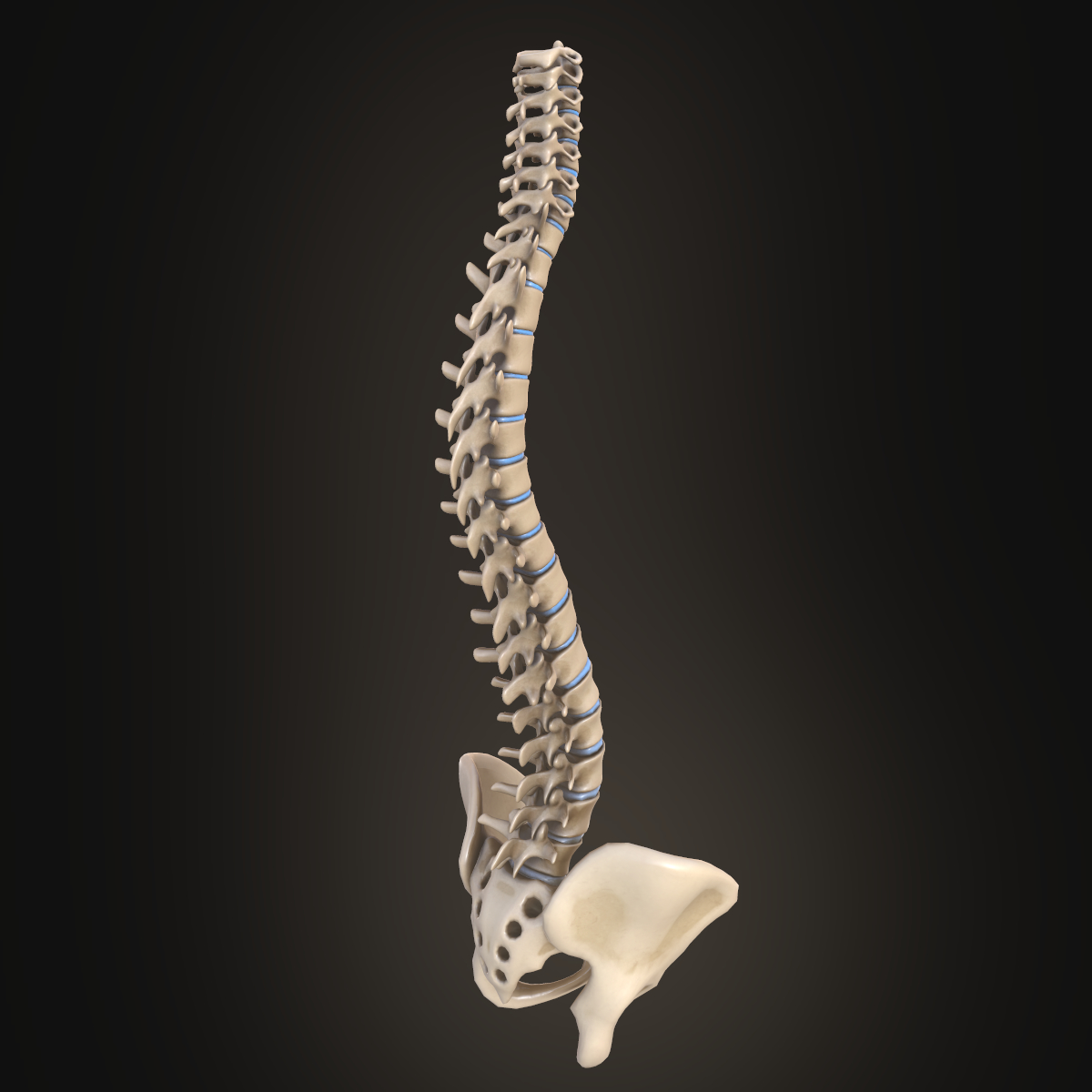 3D model spine anatomy spinal column - TurboSquid 1427496