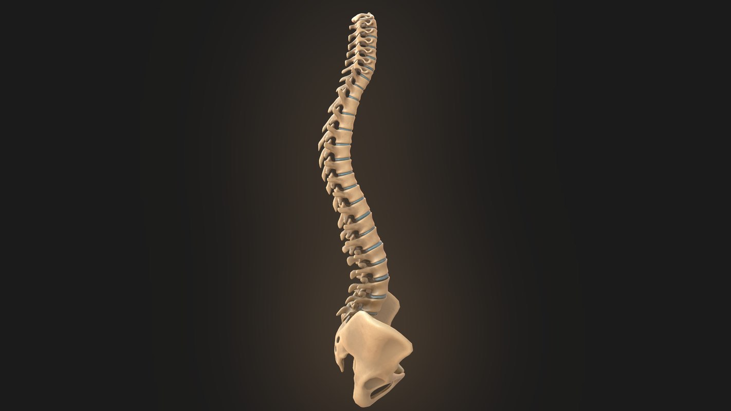Spine anatomy spinal column 3D model - TurboSquid 1427504