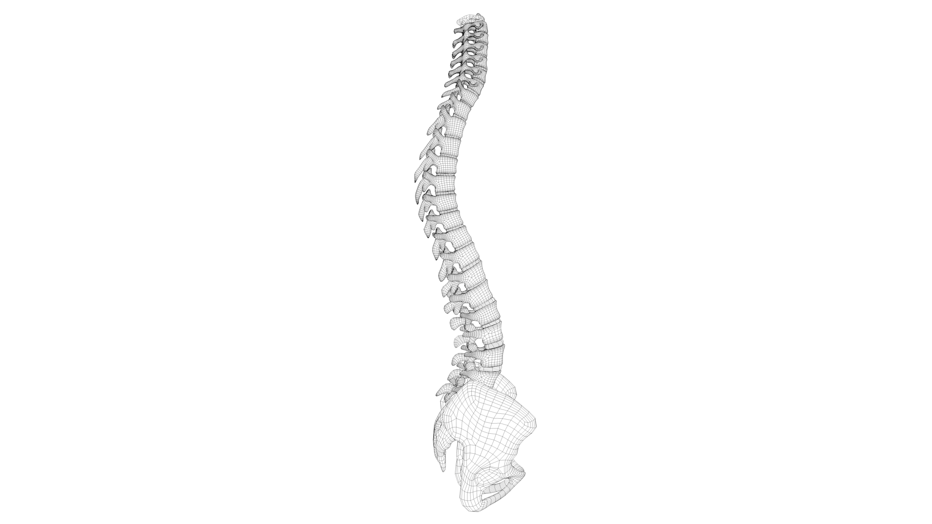 Coluna vertebral anatomia da coluna vertebral Modelo 3D - TurboSquid ...