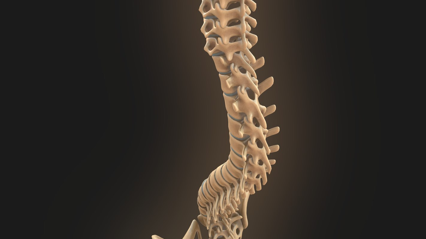 Spine anatomy spinal column 3D model - TurboSquid 1427504