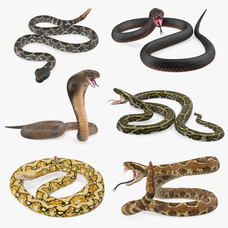 3D snakes 4 - TurboSquid 1427626