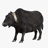 3D Yak Models | TurboSquid