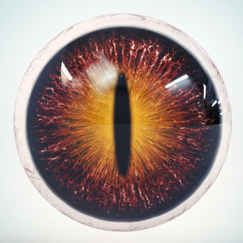 Cat eye 3D model - TurboSquid 1427836