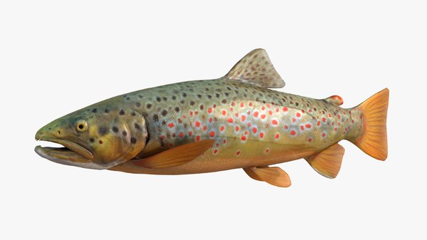 Trout 3D Models for Download | TurboSquid
