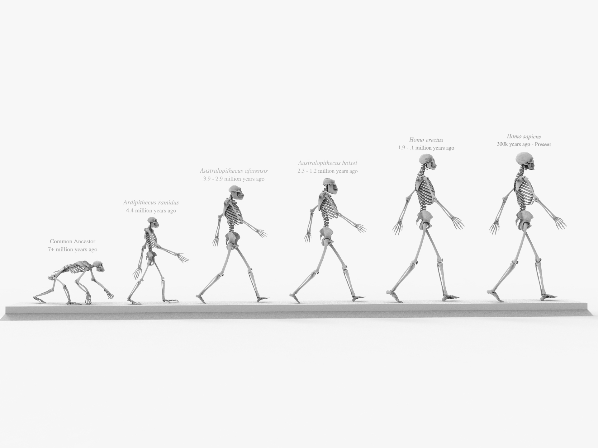 3D skeleton evolution darwin - TurboSquid 1428005