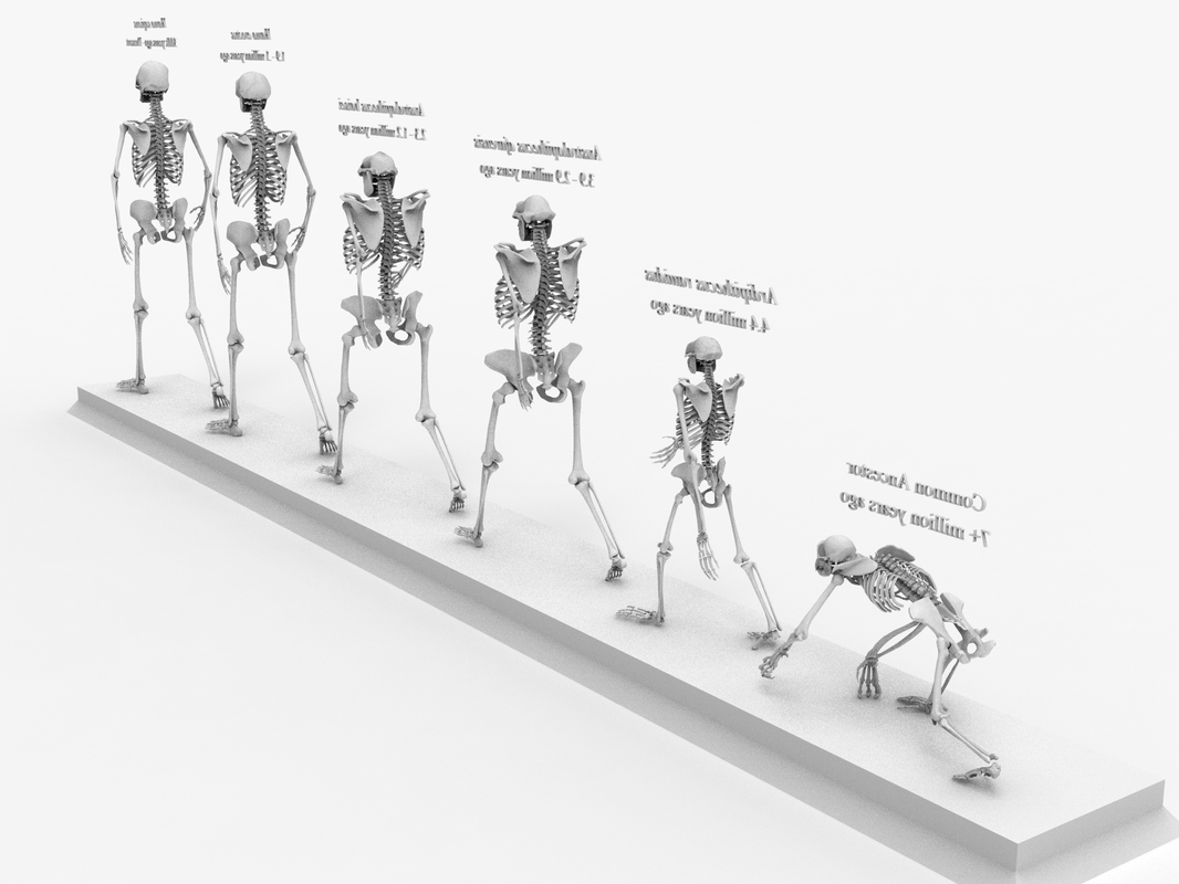 3D skeleton evolution darwin - TurboSquid 1428005