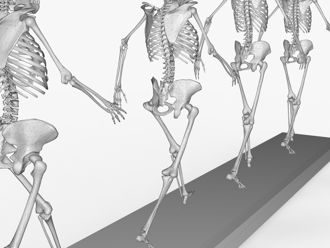 3D skeleton evolution darwin - TurboSquid 1428005