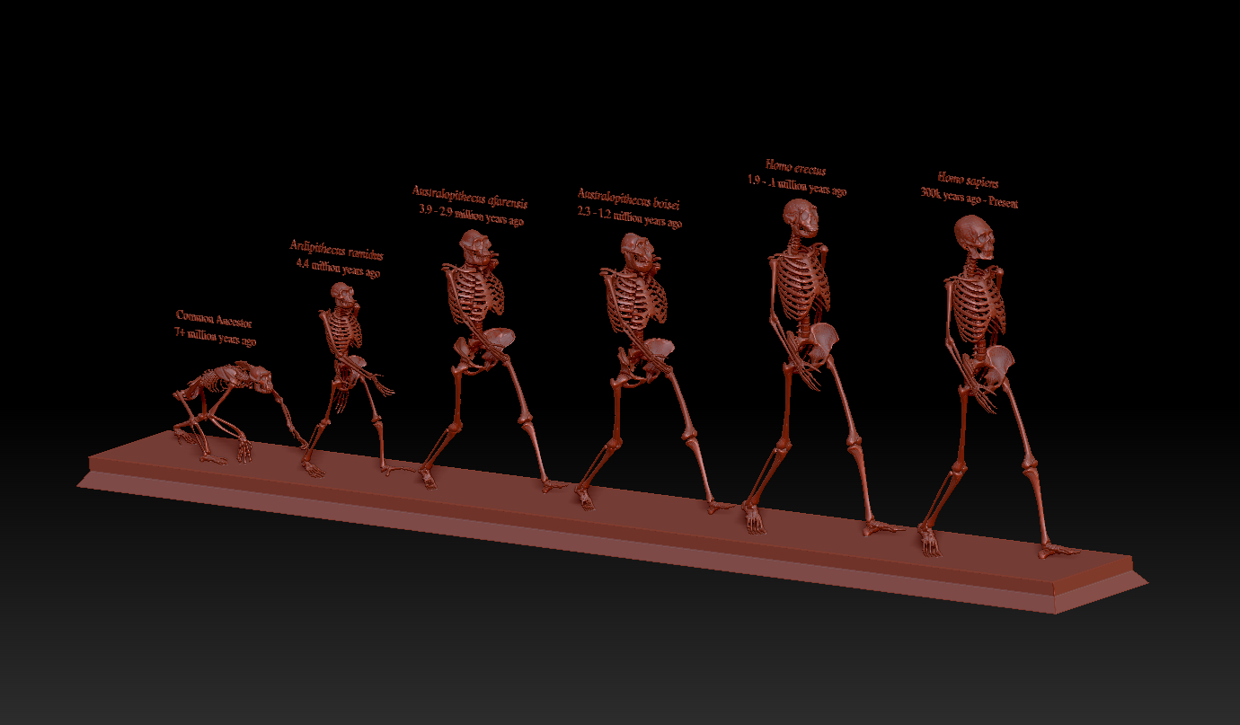 3D skeleton evolution darwin - TurboSquid 1428005