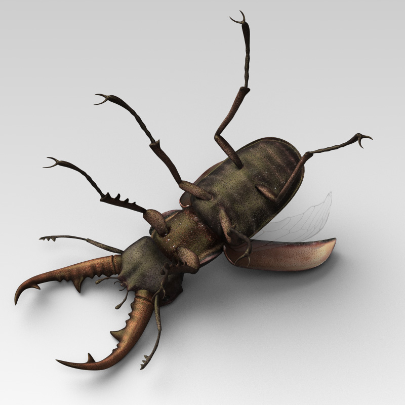 stag beetle 3d 3ds