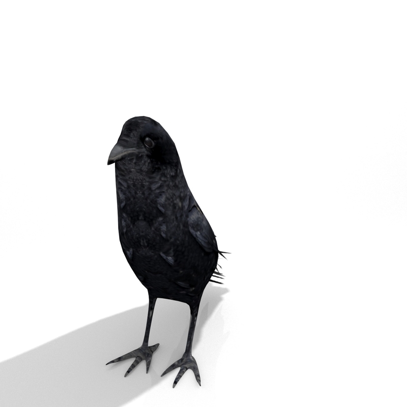 modelo 3d Cuervo - TurboSquid 1428462