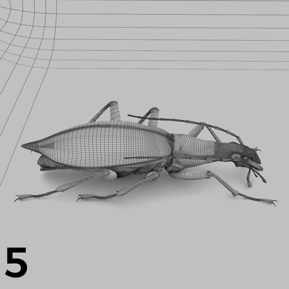 modèle 3D de Pack insectes et coléoptères - TurboSquid 1381156