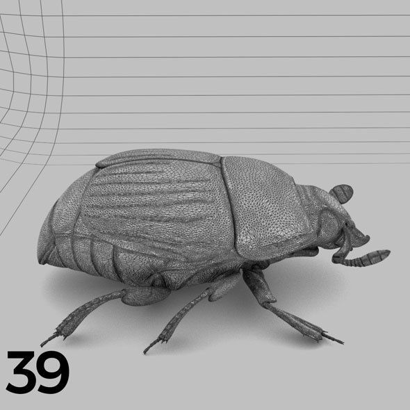 modèle 3D de Pack insectes et coléoptères - TurboSquid 1381156