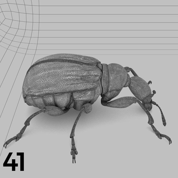 modèle 3D de Pack insectes et coléoptères - TurboSquid 1381156