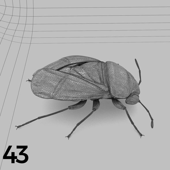modèle 3D de Pack insectes et coléoptères - TurboSquid 1381156