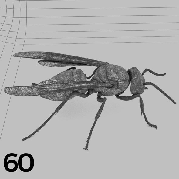 modèle 3D de Pack insectes et coléoptères - TurboSquid 1381156