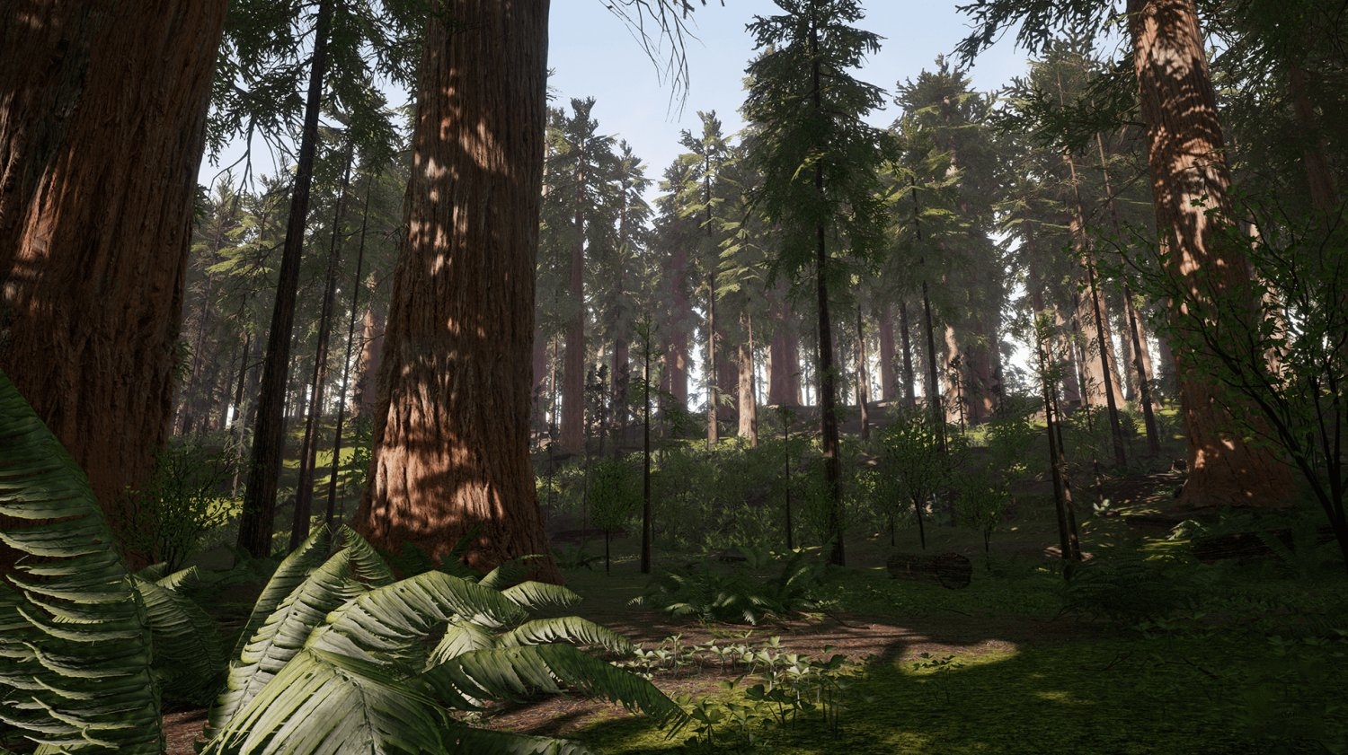 Redwood trees ferns model - TurboSquid 1428861