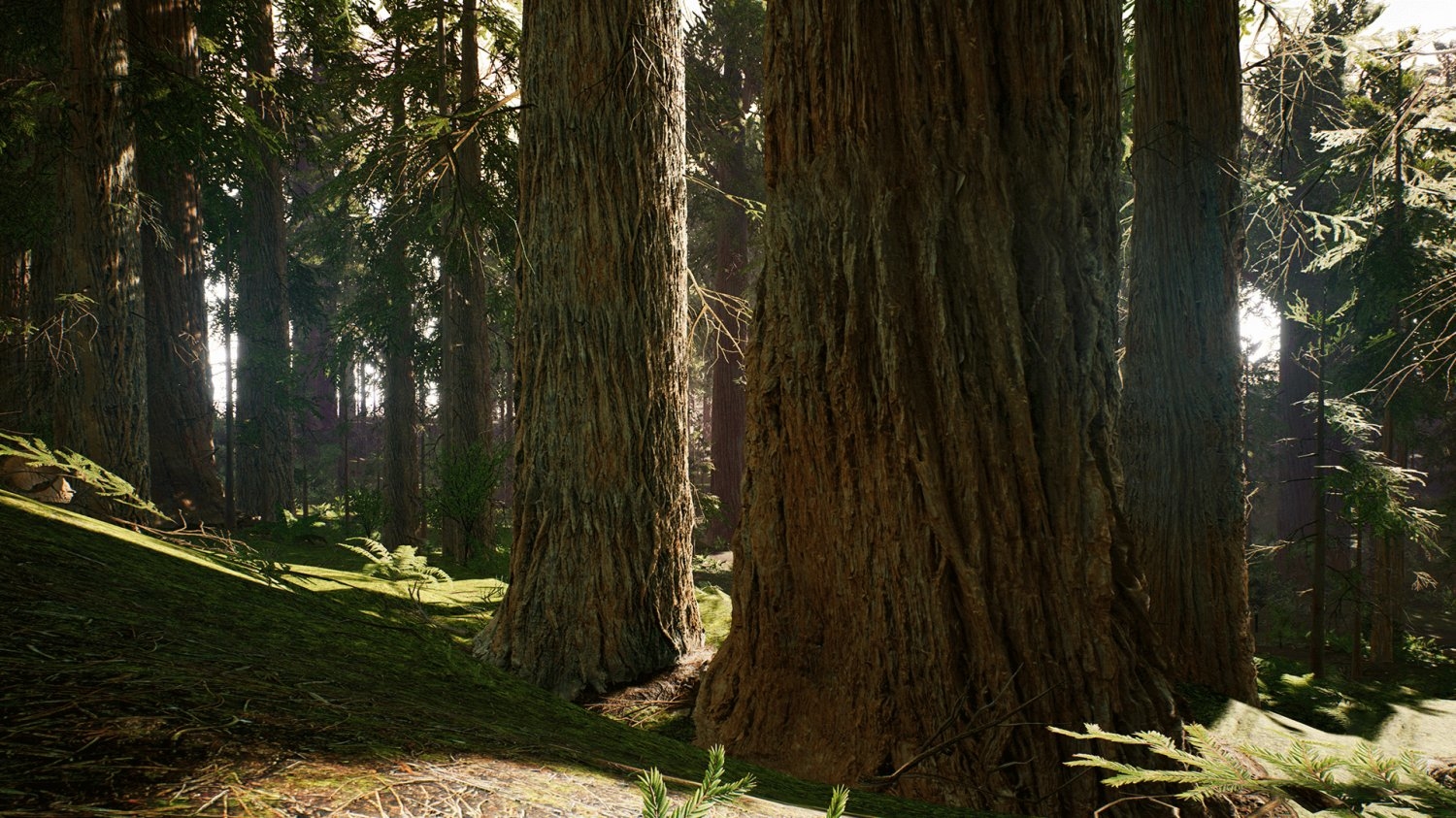 Redwood trees ferns model - TurboSquid 1428861
