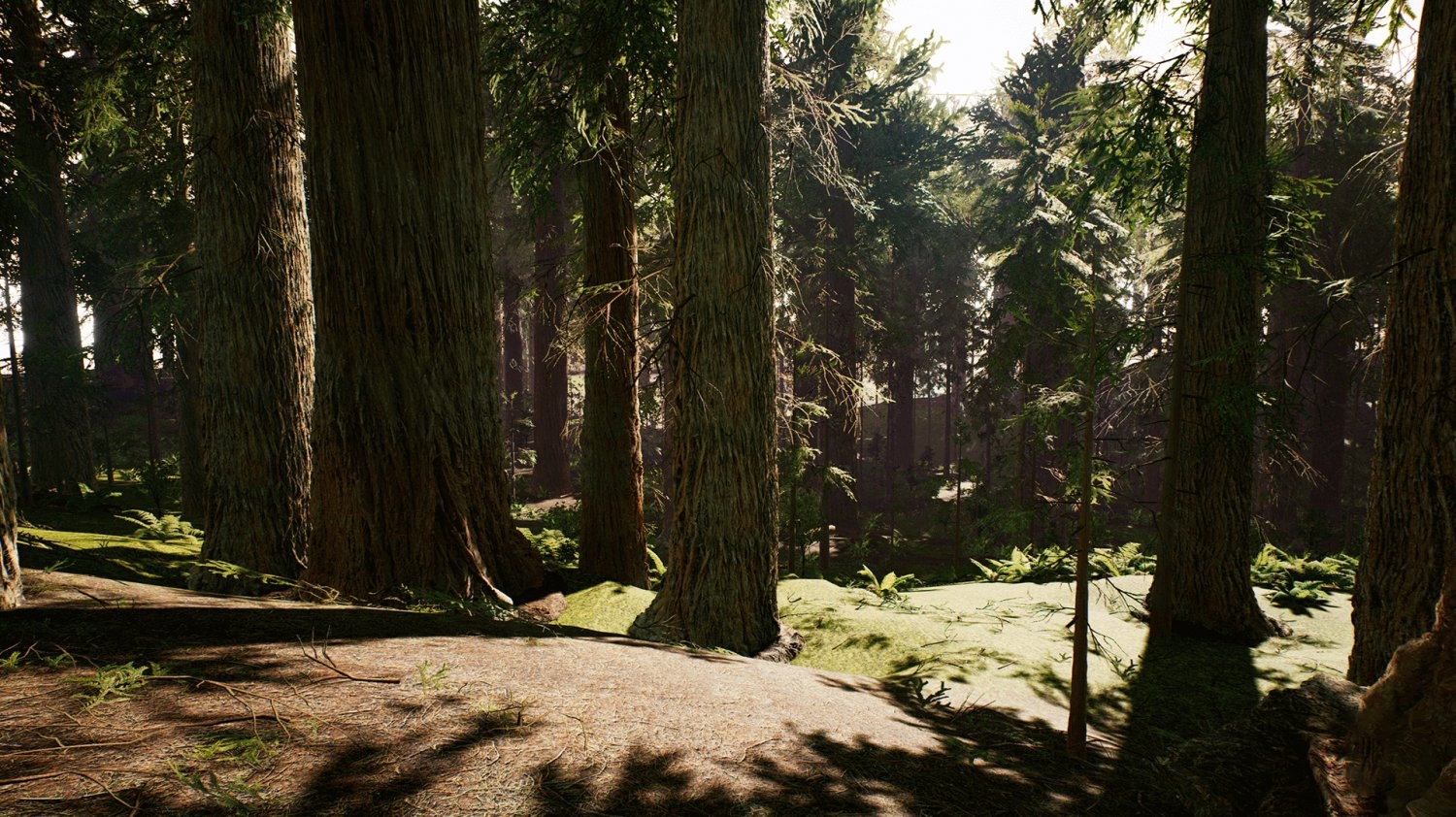 Redwood trees ferns model - TurboSquid 1428861