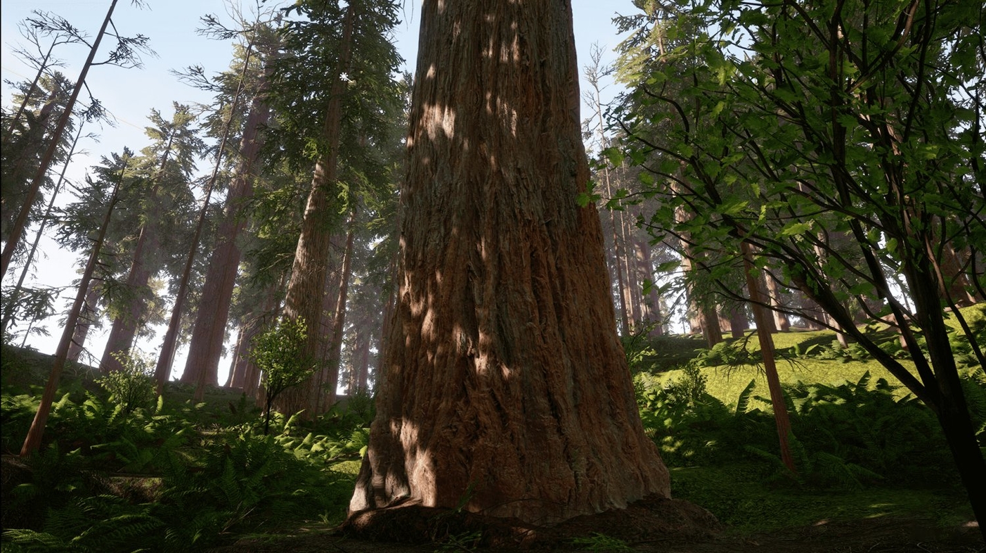 Redwood trees ferns model - TurboSquid 1428861