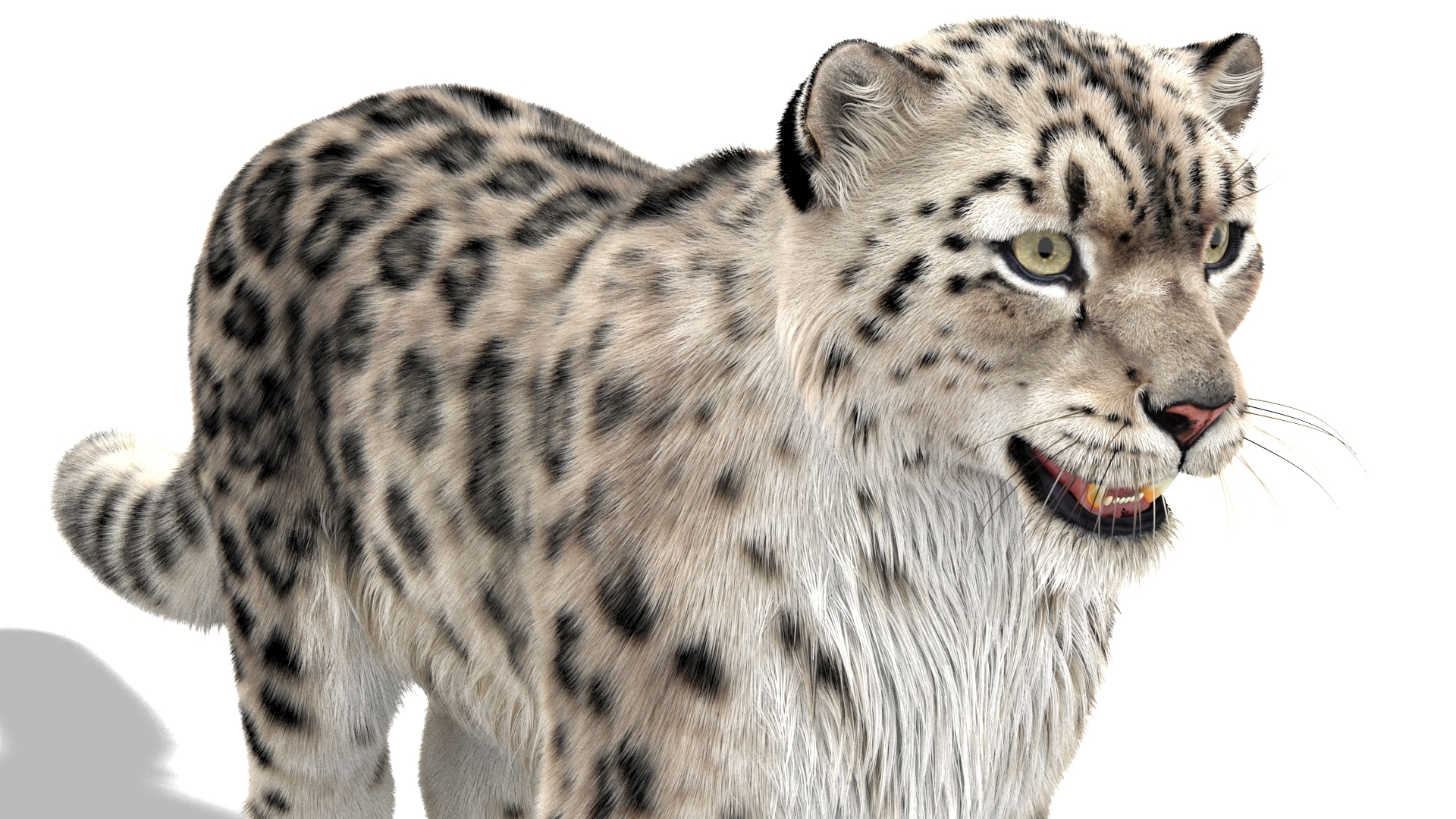 3D snow leopard 3 furry - TurboSquid 1429017