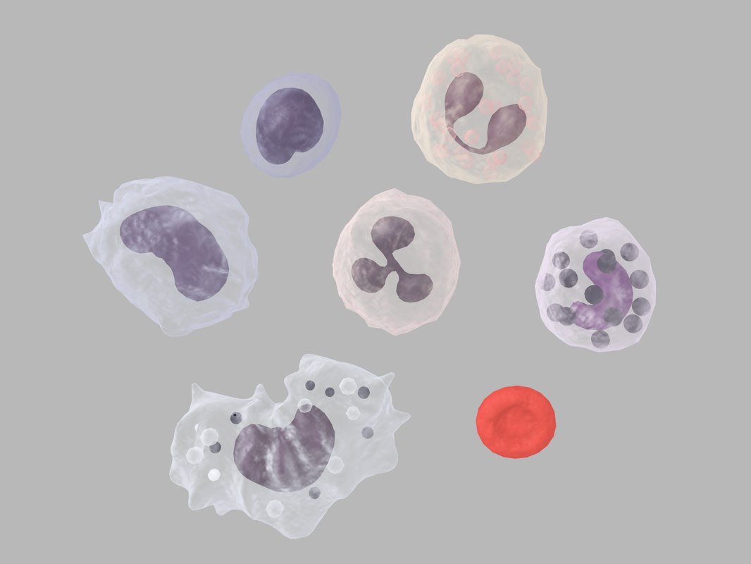 3D model blood cells - TurboSquid 1429090
