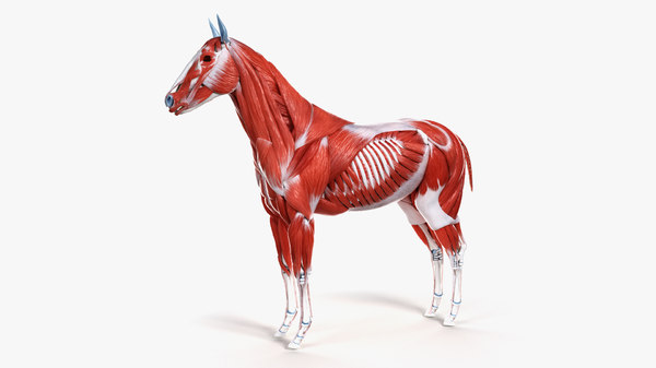 modèle 3D de Peau de cheval, squelette et muscles - TurboSquid 1429482