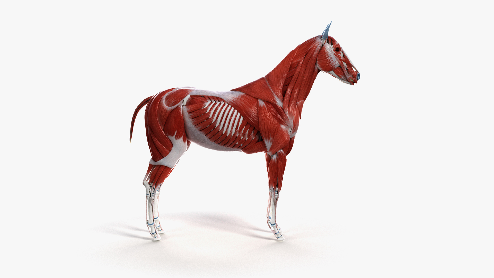 Skin horse skeleton muscles 3D - TurboSquid 1429482