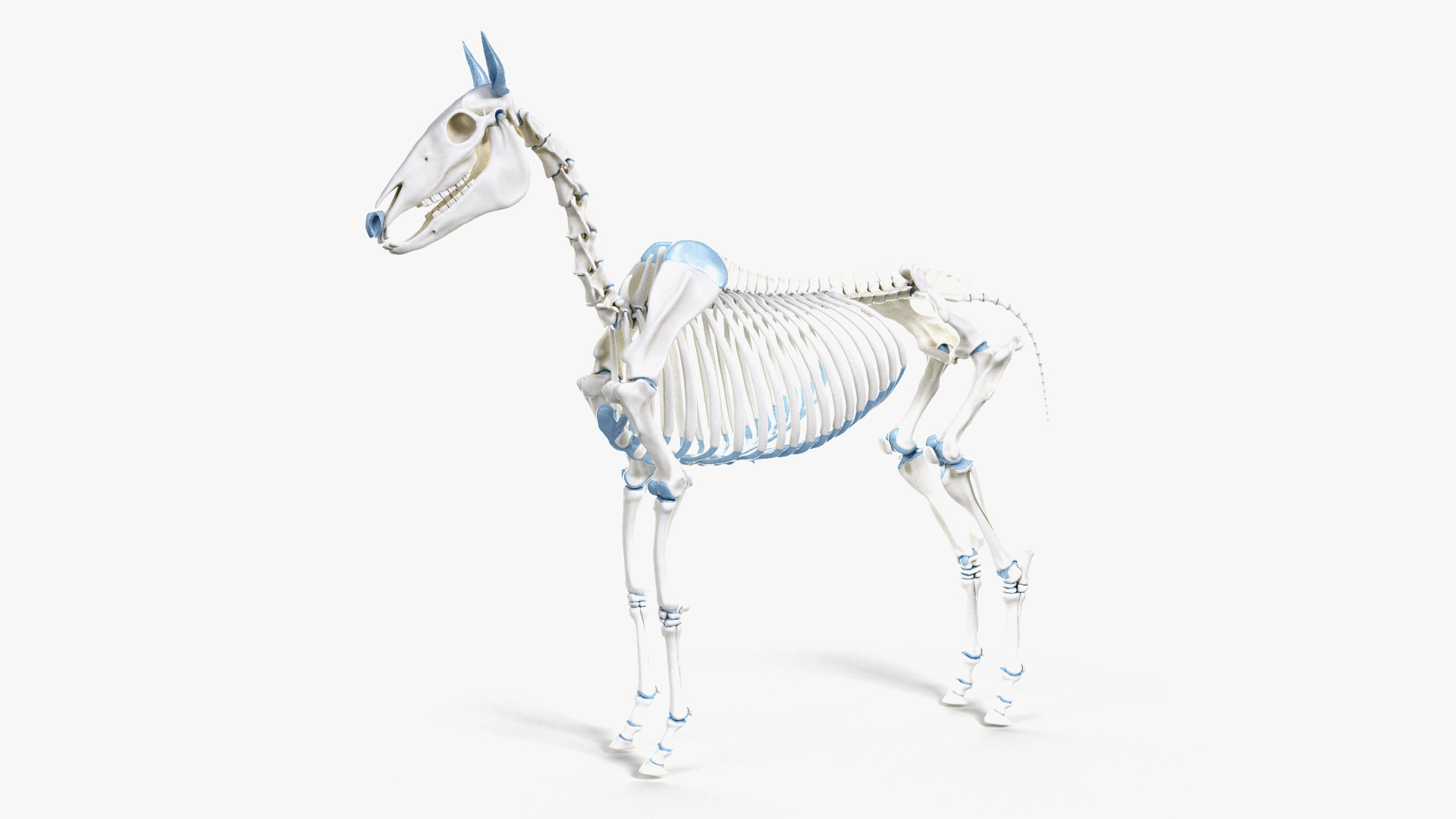 modèle 3D de Peau de cheval, squelette et muscles - TurboSquid 1429482