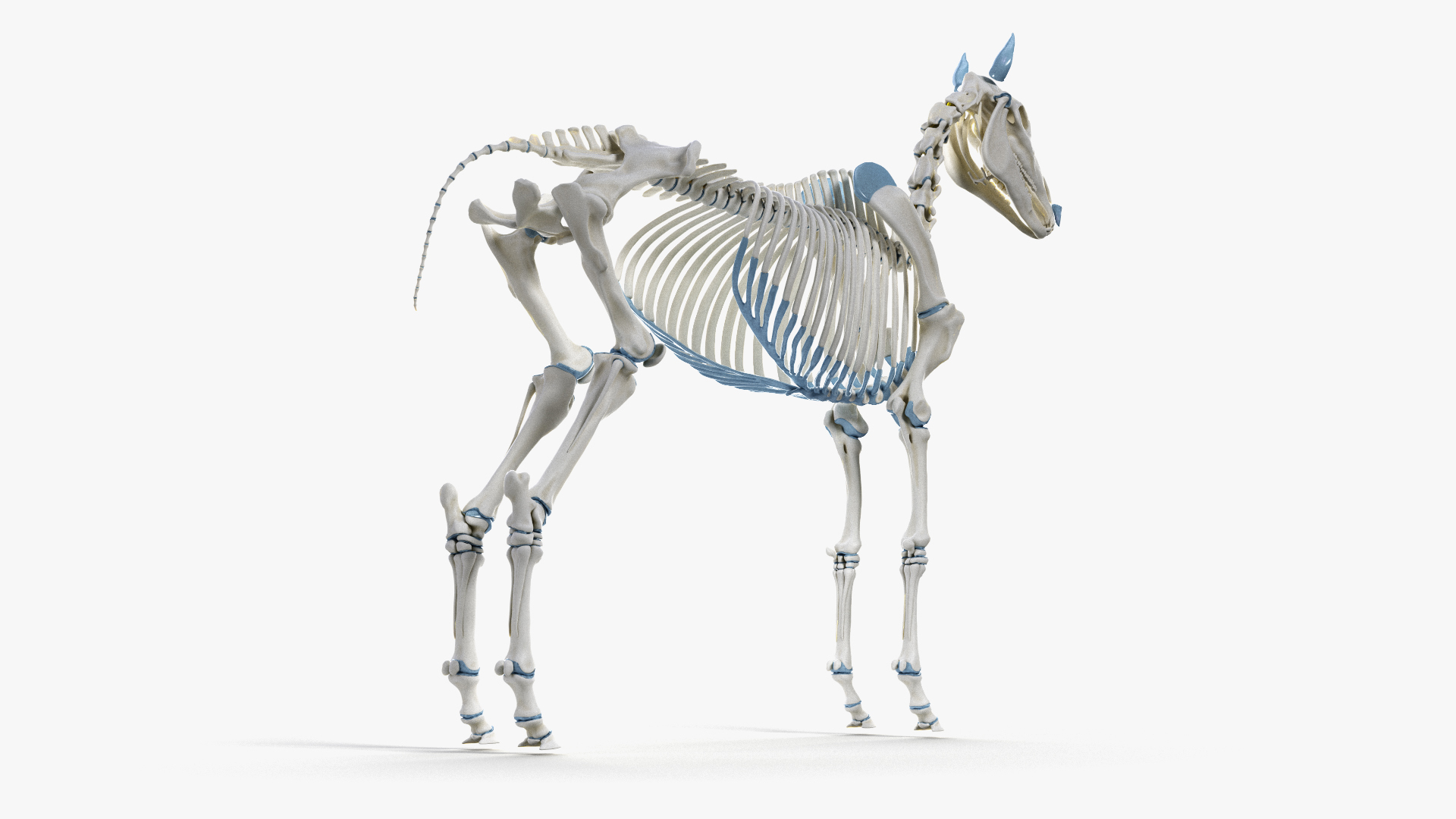 modèle 3D de Peau de cheval, squelette et muscles - TurboSquid 1429482