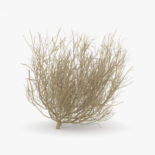 Tumbleweed 3D Models for Download | TurboSquid