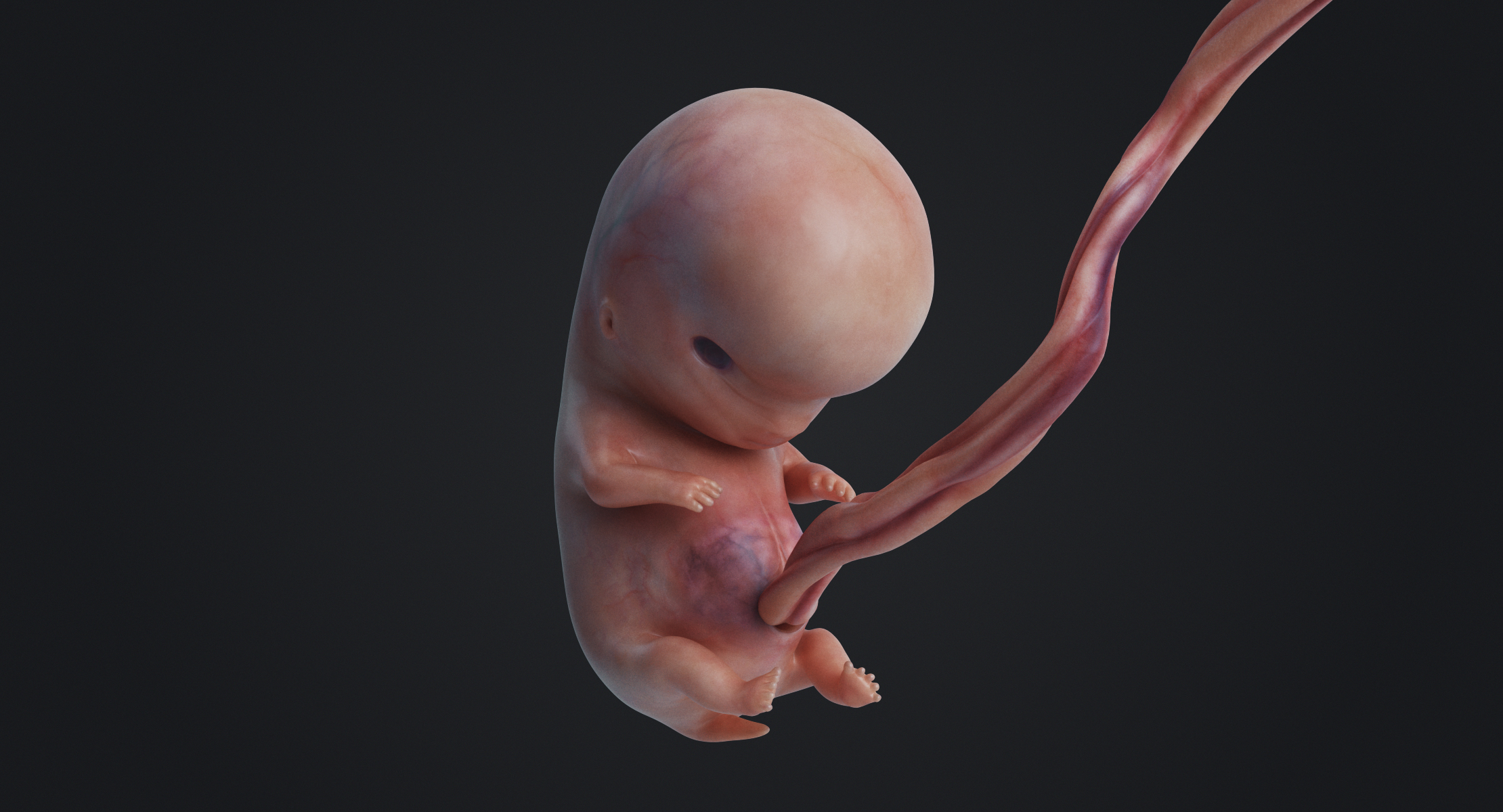 Embryo fetus human 3D model - TurboSquid 1429509