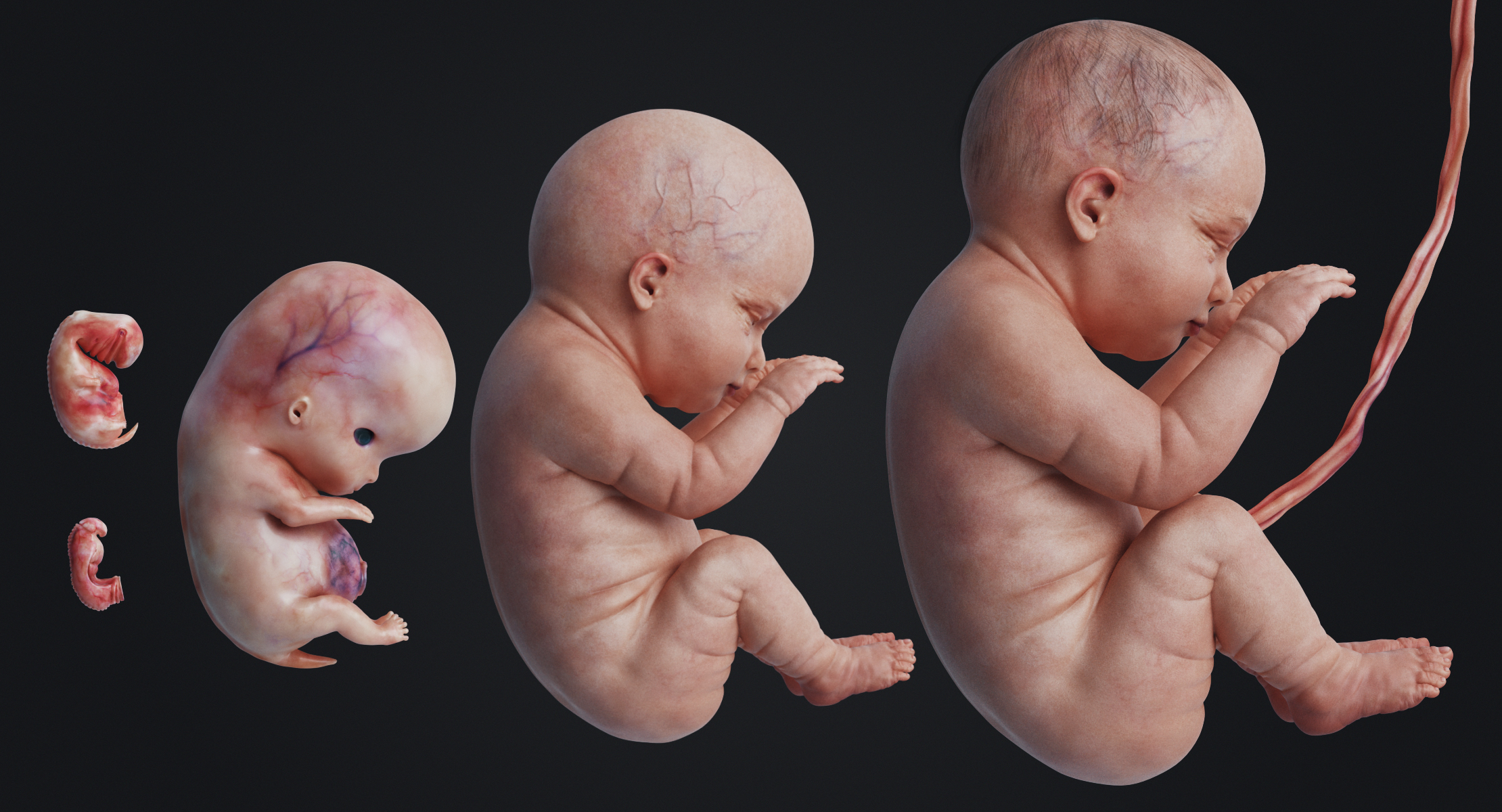 Embryo Fetus Human 3D Model TurboSquid 1429509