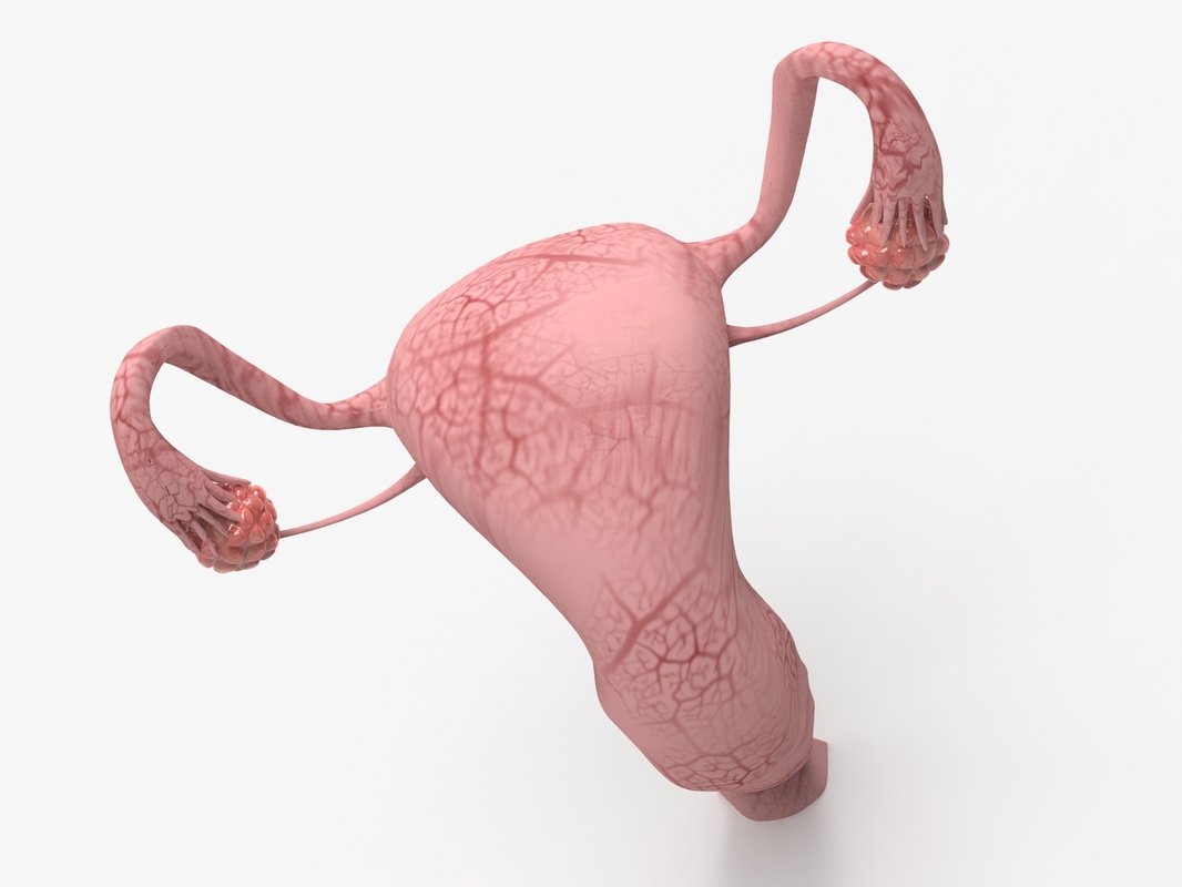 3D ovaries uterus - TurboSquid 1429567