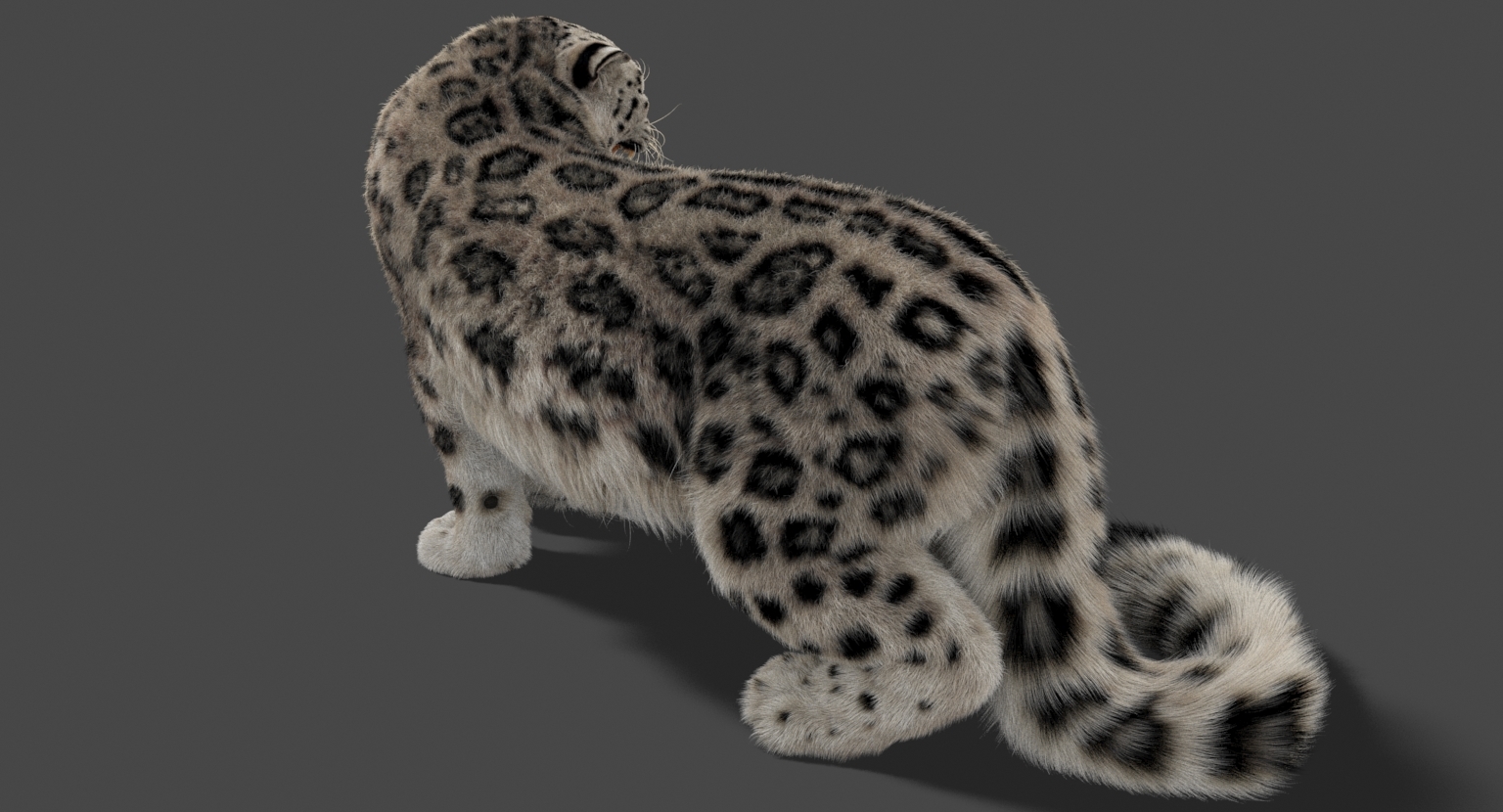 3D snow leopard furry fur animal - TurboSquid 1429597