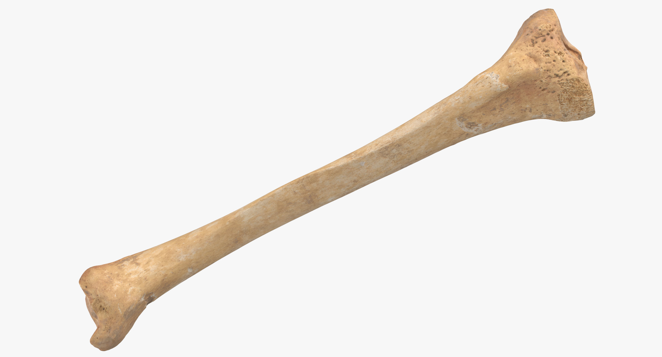 3d Human Tibia Bone 01 Model Turbosquid 1422288