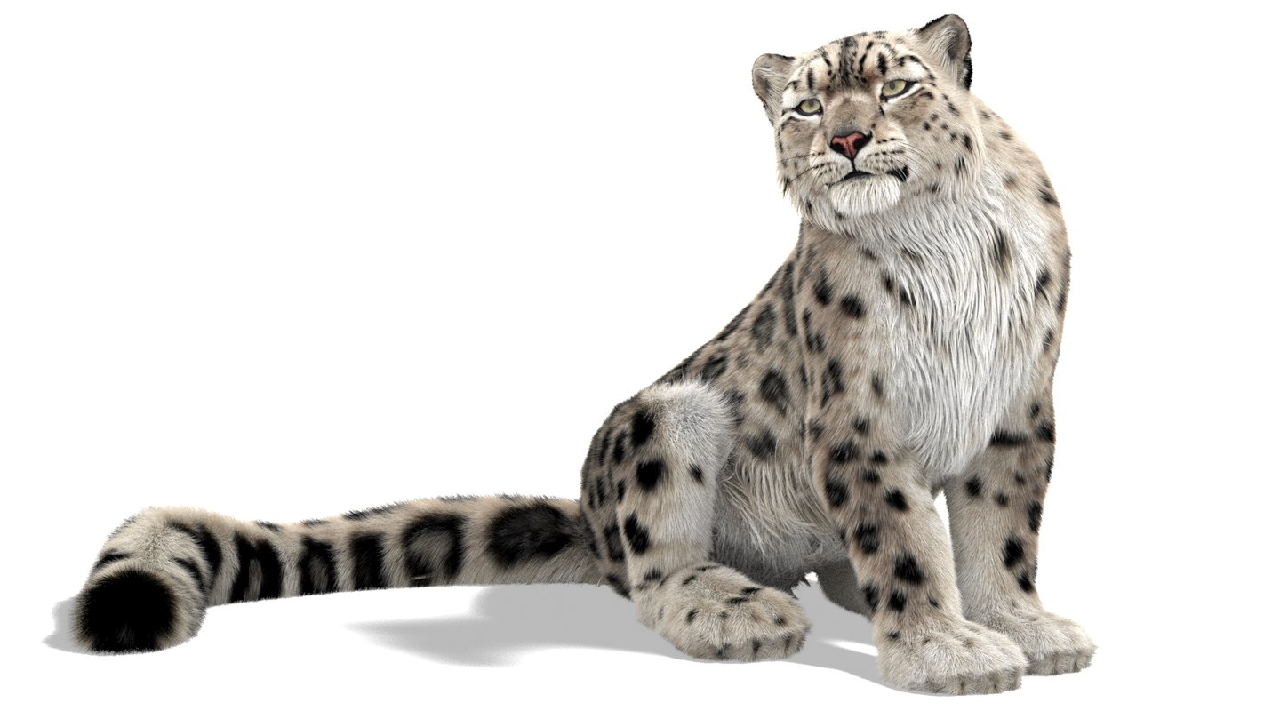 3D snow leopard furry fur animal - TurboSquid 1429597