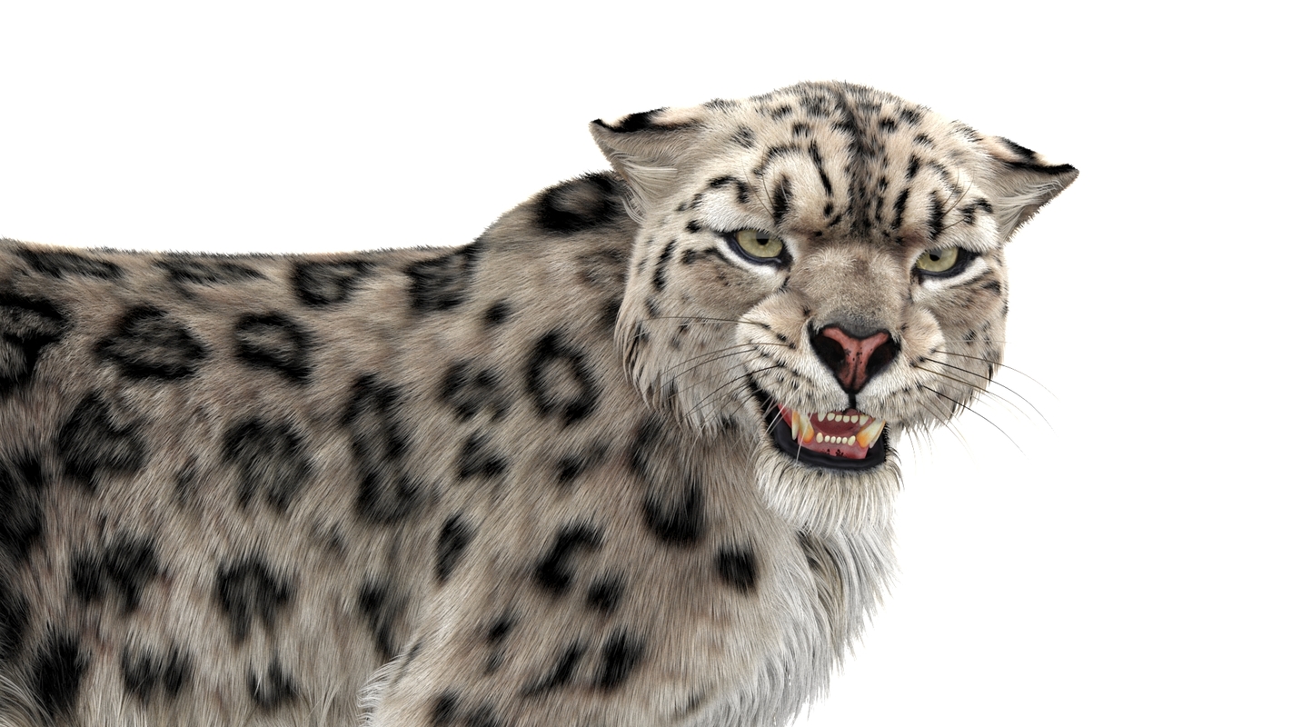 3D snow leopard furry fur animal - TurboSquid 1429597