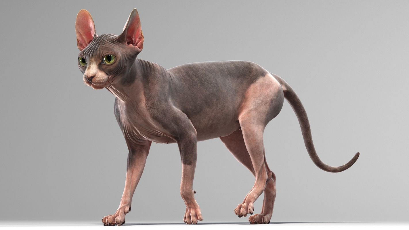 Sphynx cat animations 3D - TurboSquid 1430142