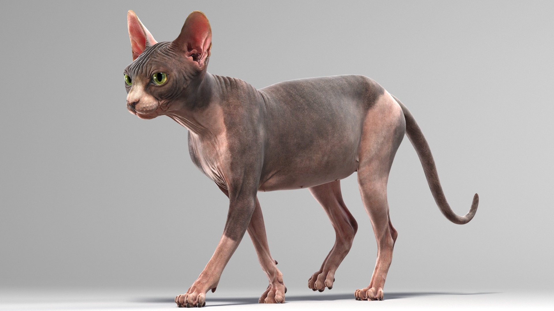 Sphynx cat animations 3D - TurboSquid 1430142