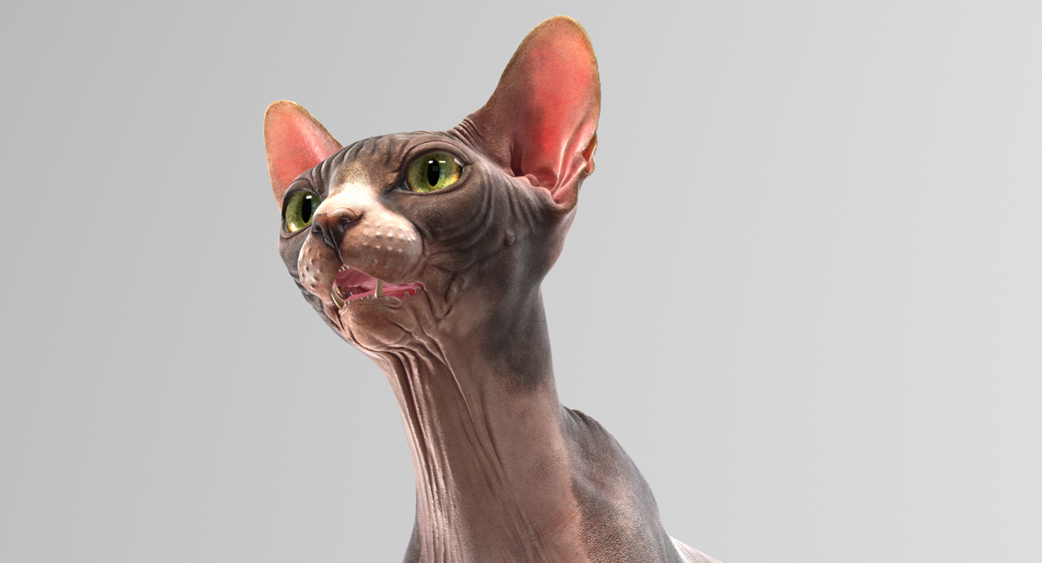 Sphynx cat animations 3D - TurboSquid 1430142