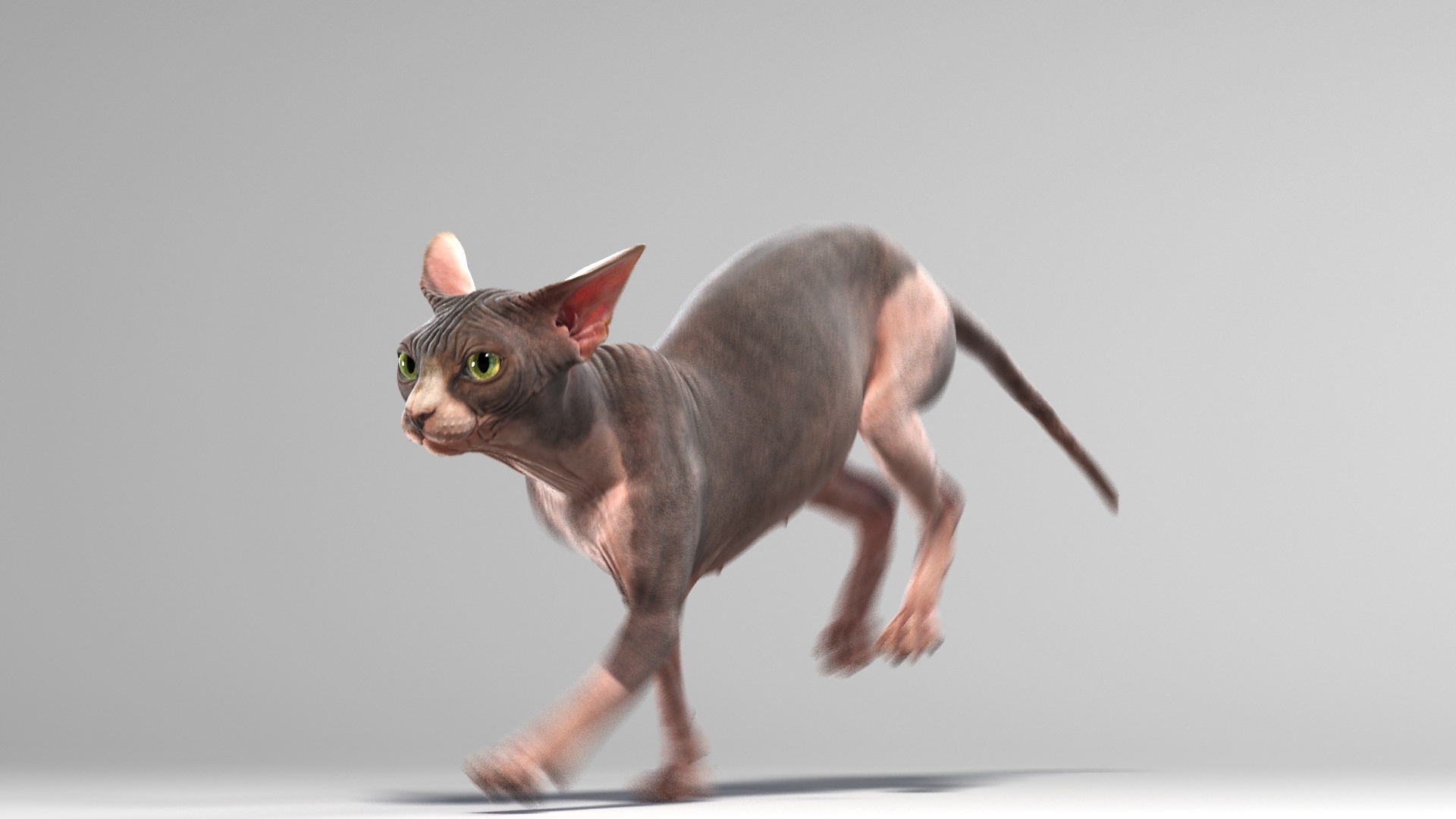 Sphynx cat animations 3D - TurboSquid 1430142
