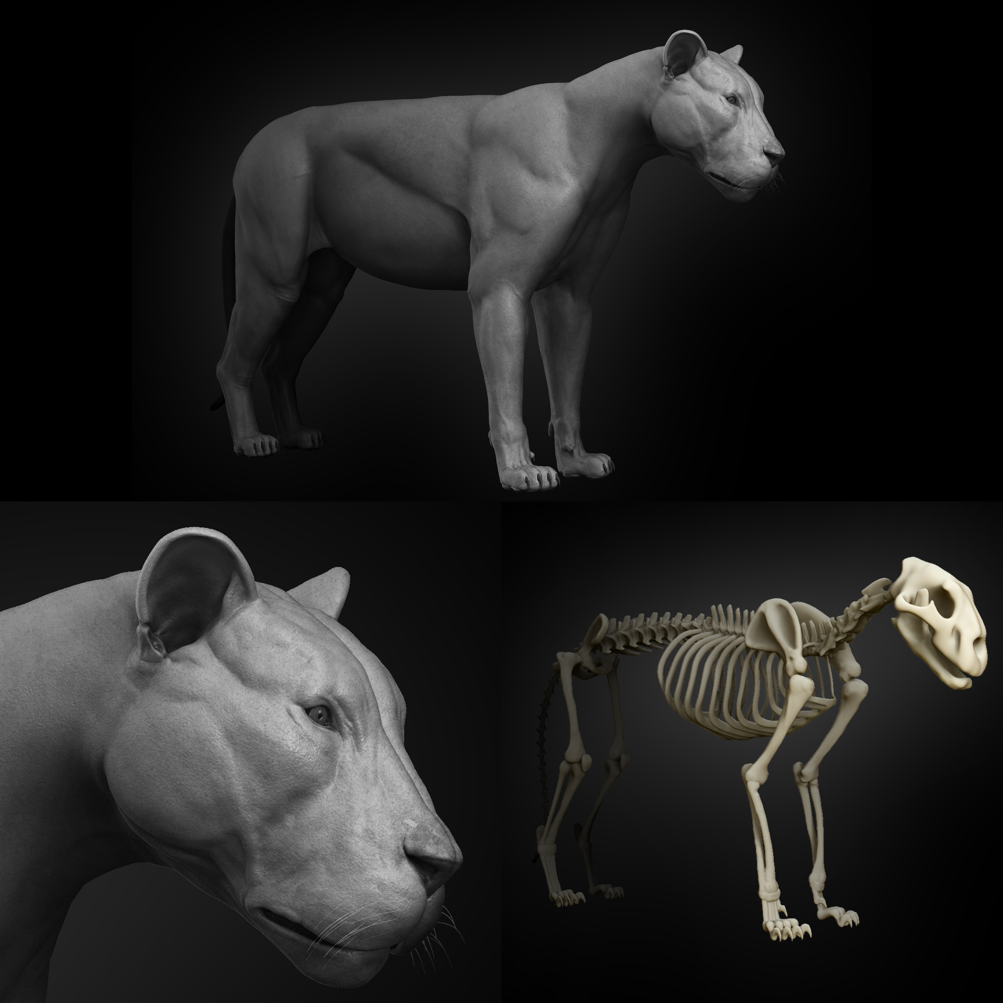 3D model lion anatomy muscles skeleton animal - TurboSquid 1372745